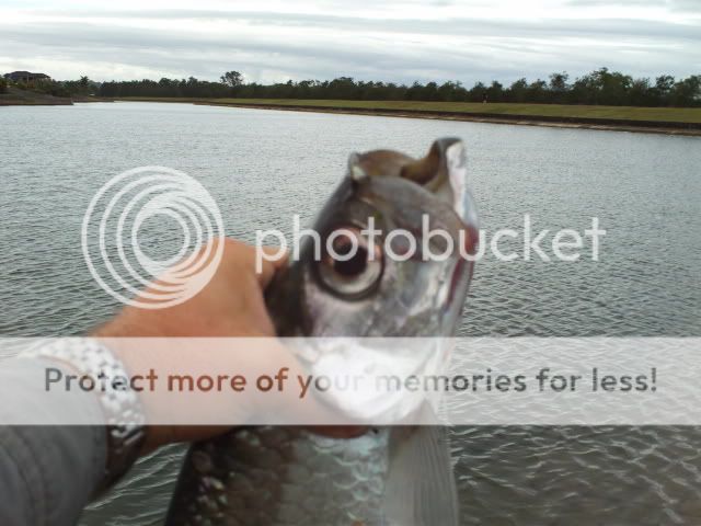 Ox Eye Herring. - FlyLife Magazine