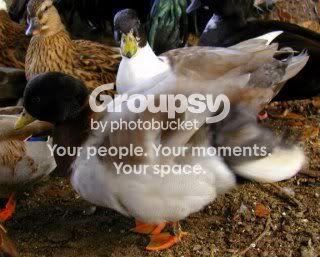 Show Off Them Call Ducks!!! | Page 2 | BackYard Chickens - Learn How to ...